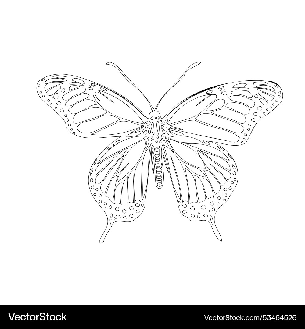 Butterfly animal outline sketch Royalty Free Vector Image