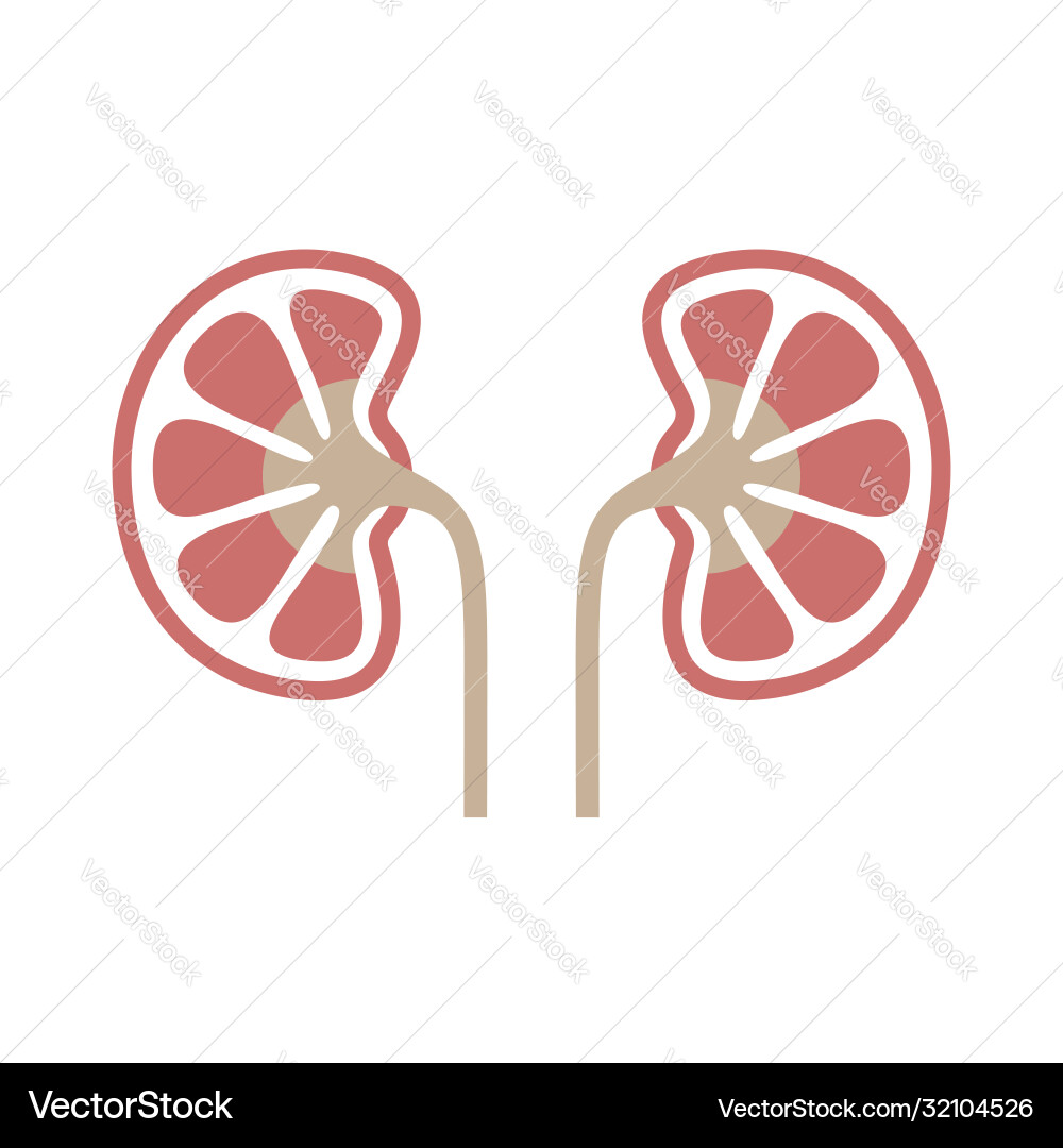 Kidneys Royalty Free Vector Image - VectorStock