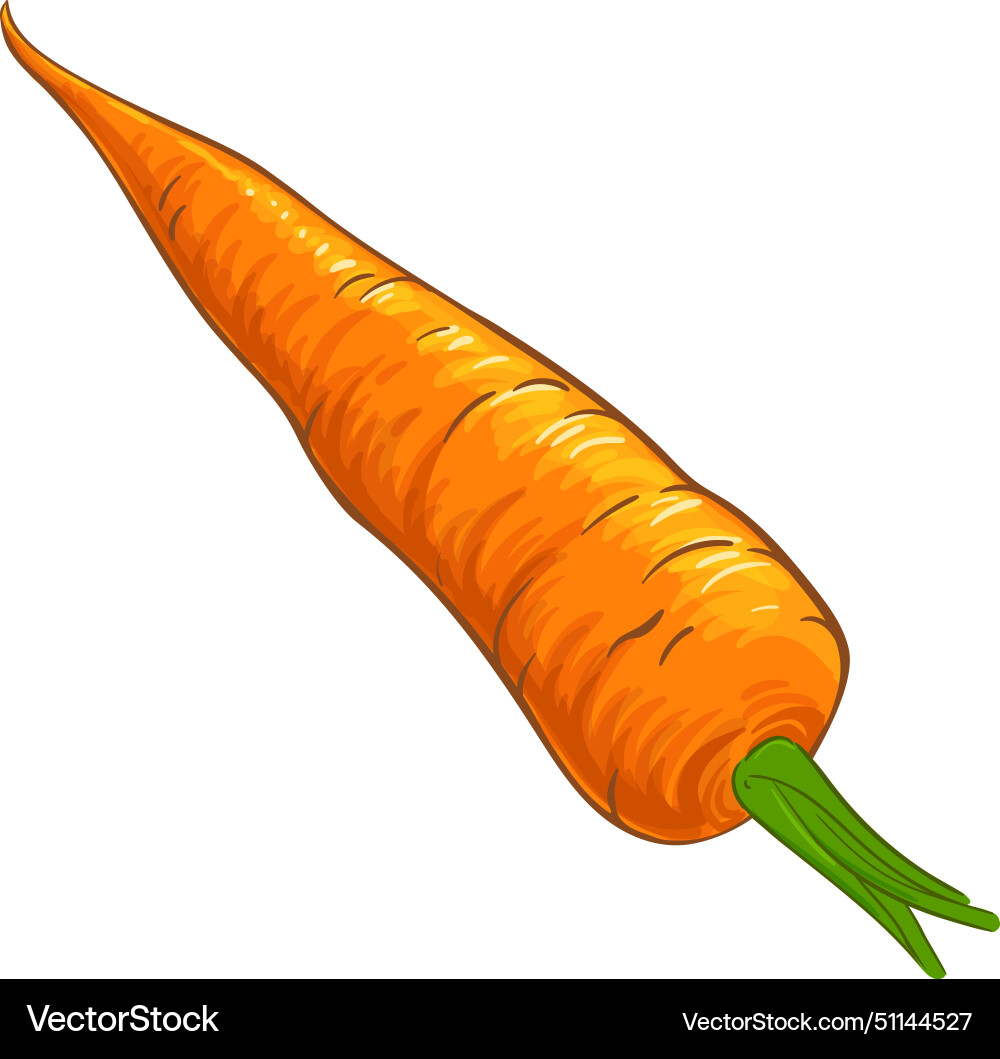 Carrot root colored detailed Royalty Free Vector Image