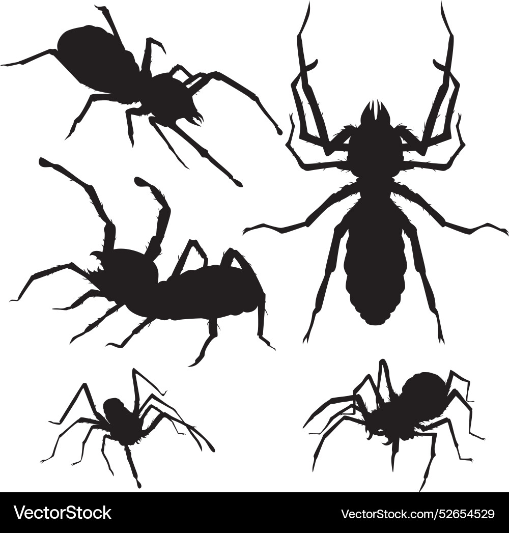 Camel spider Royalty Free Vector Image - VectorStock