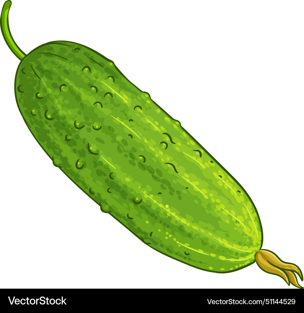 Cucumber vegetable colored detailed Royalty Free Vector