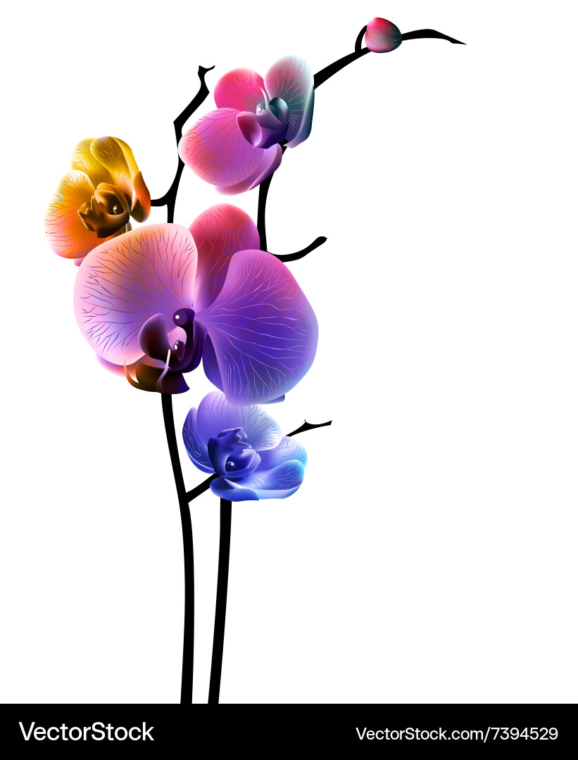 Orchid isolated flower eps10 Royalty Free Vector Image