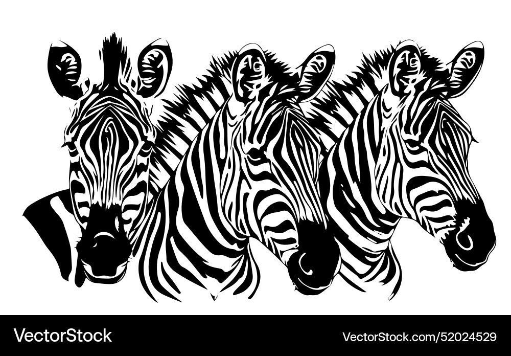 Zebra Royalty Free Vector Image - VectorStock
