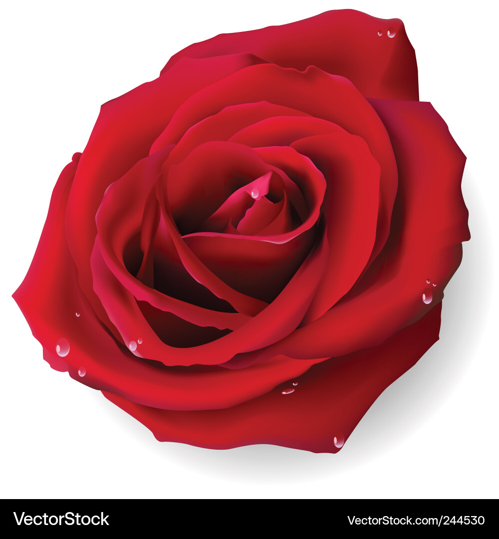 Crimson Rose Bouquet Royalty Free Vector Image