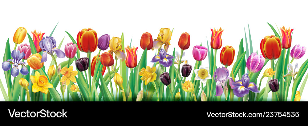 Arrangement with multicolor spring flowers Vector Image