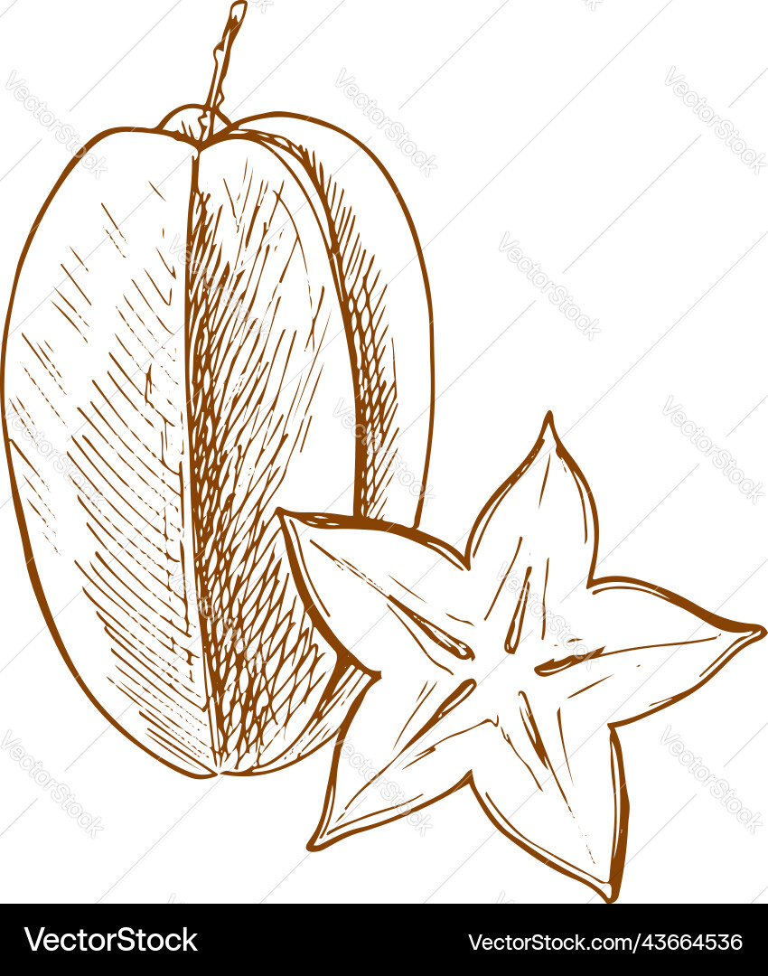 Carambola fruit isolate starfruit sketch whole cut