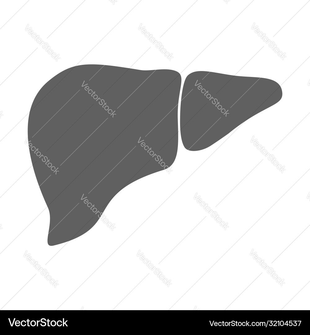 Liver Royalty Free Vector Image - VectorStock