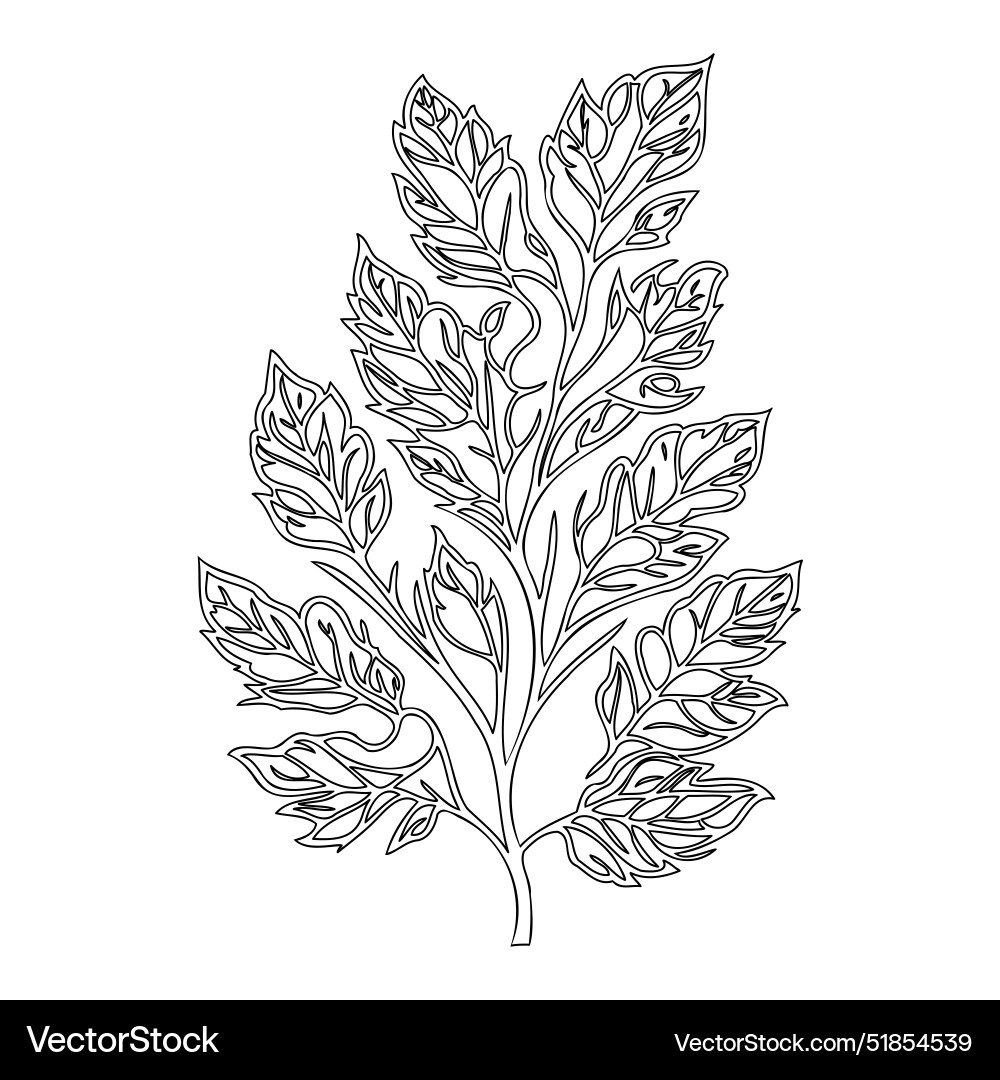 Oak leaf floral outline sketch Royalty Free Vector Image