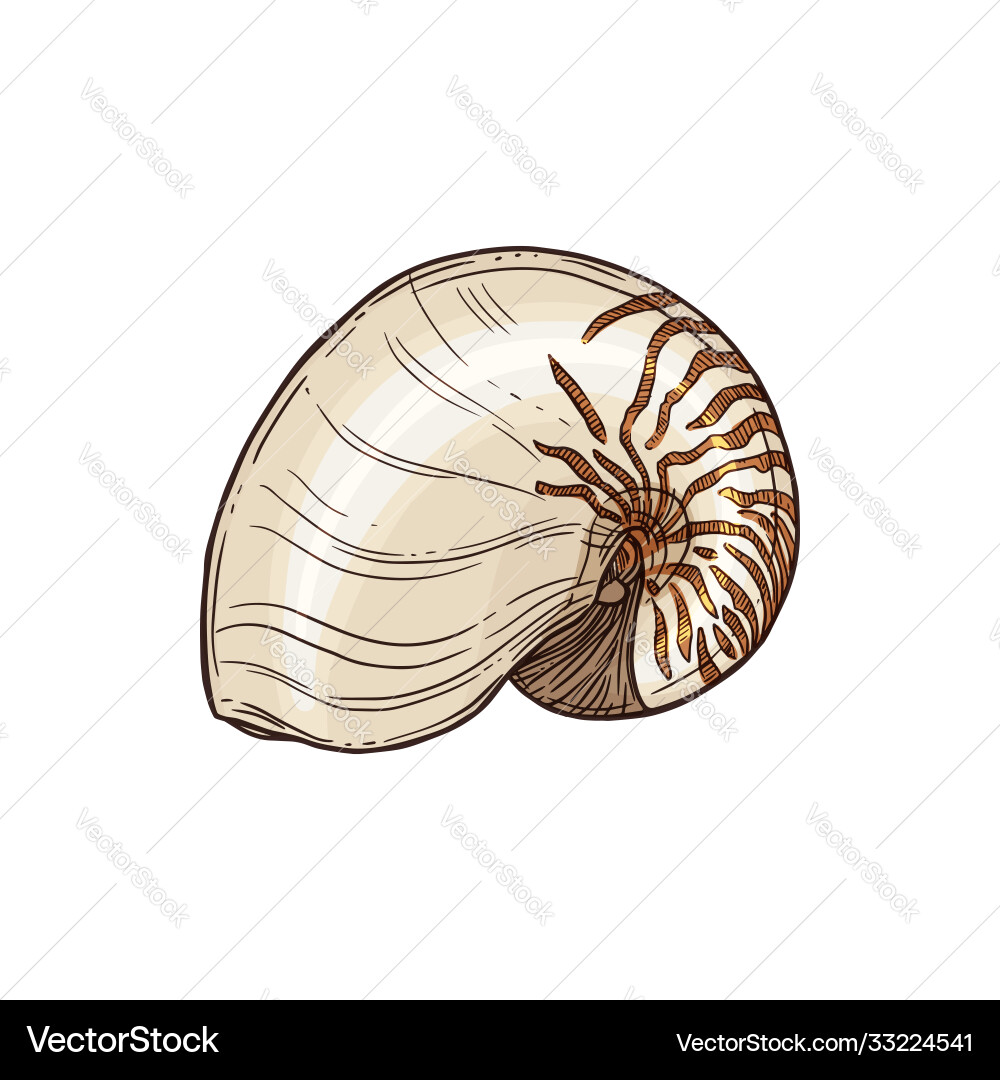 Color moon snail isolated seashell atlantic natica