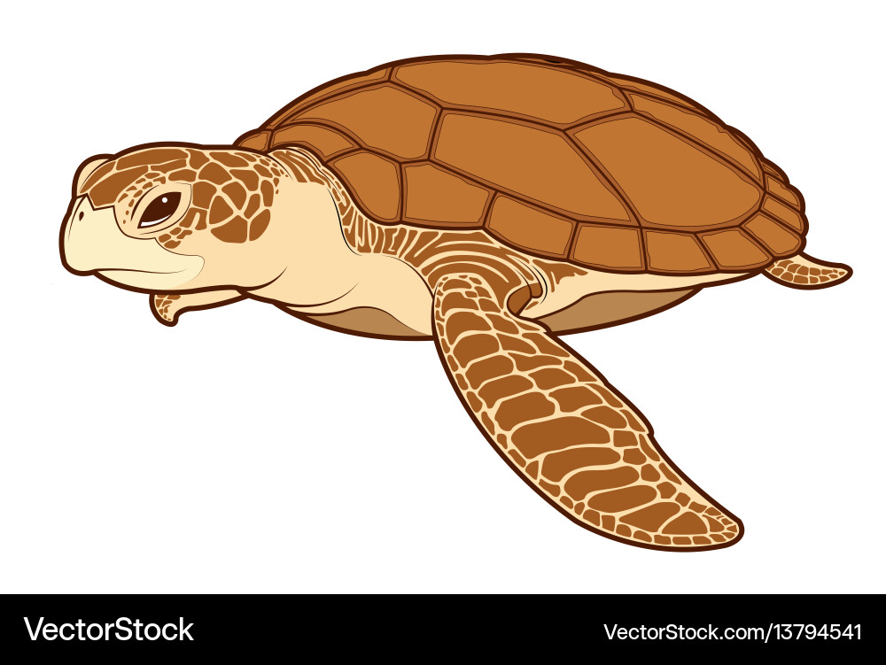 Sea turtle color Royalty Free Vector Image - VectorStock