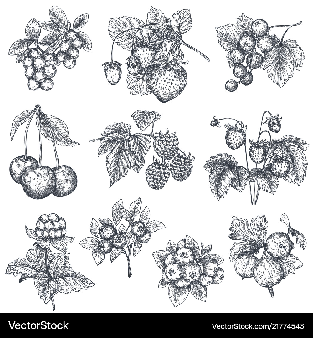 Collection of hand drawn sketched berries Vector Image