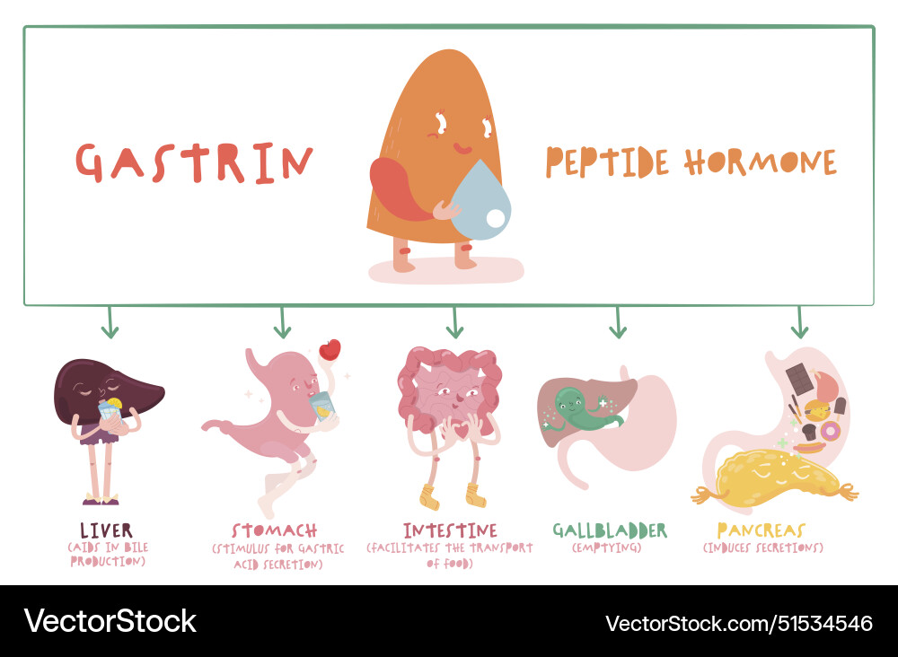 Gastrin is a peptide hormone that stimulates Vector Image