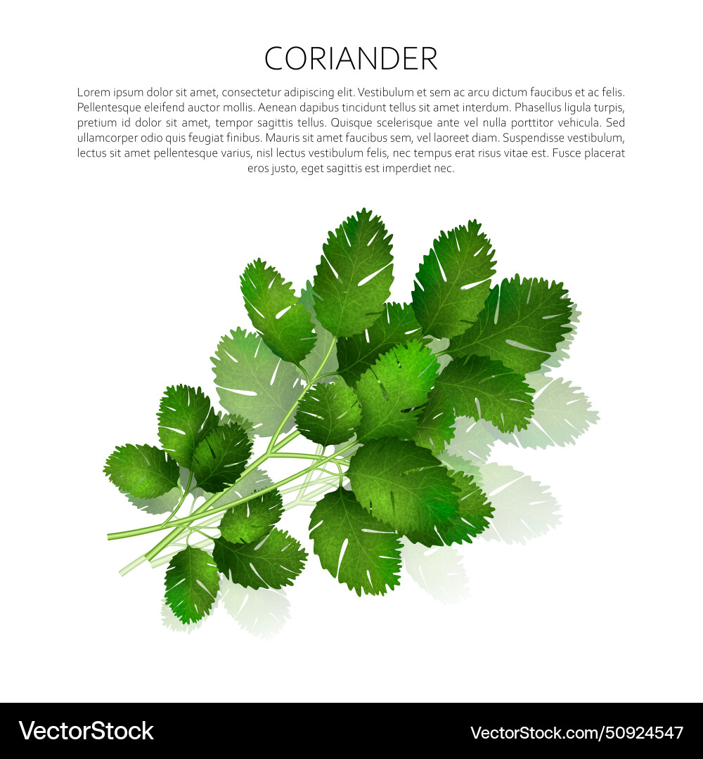 Coriander with grains and reflection Royalty Free Vector