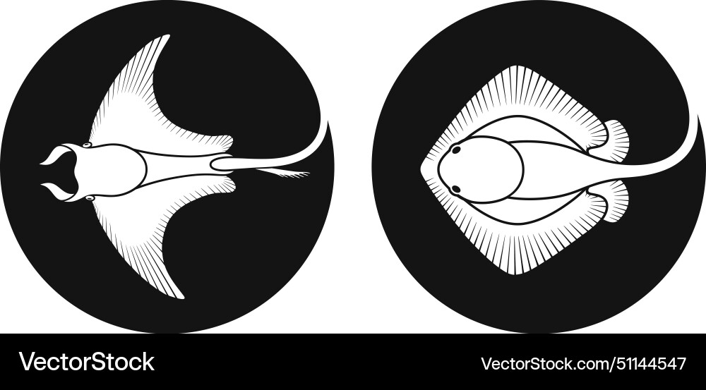 Stingray Royalty Free Vector Image - VectorStock
