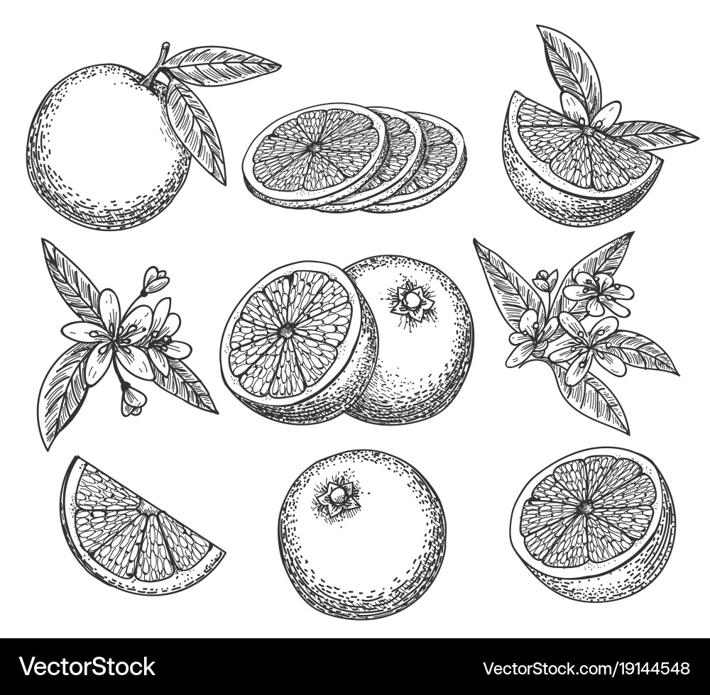 Hand drawn orange set Royalty Free Vector Image