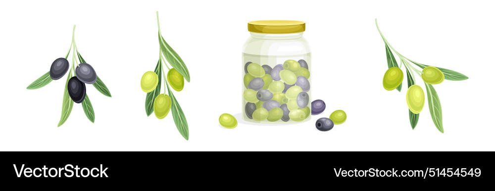 Olives with glass jar and branch set Royalty Free Vector