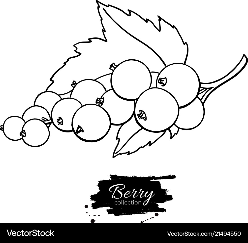 Black or red currant drawing isolated Royalty Free Vector