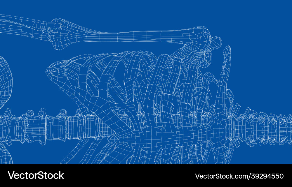 Human skeleton Royalty Free Vector Image - VectorStock