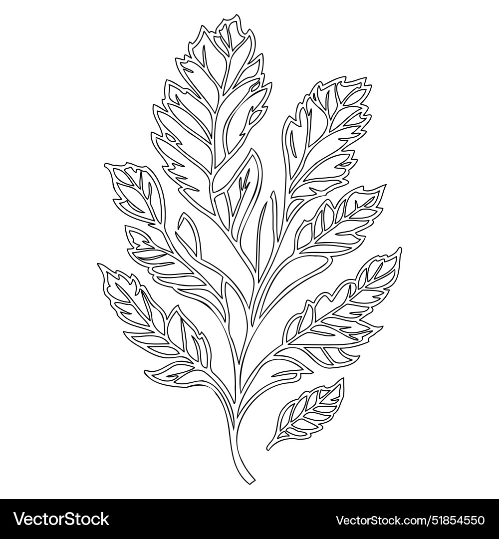 Oak leaf floral outline sketch Royalty Free Vector Image