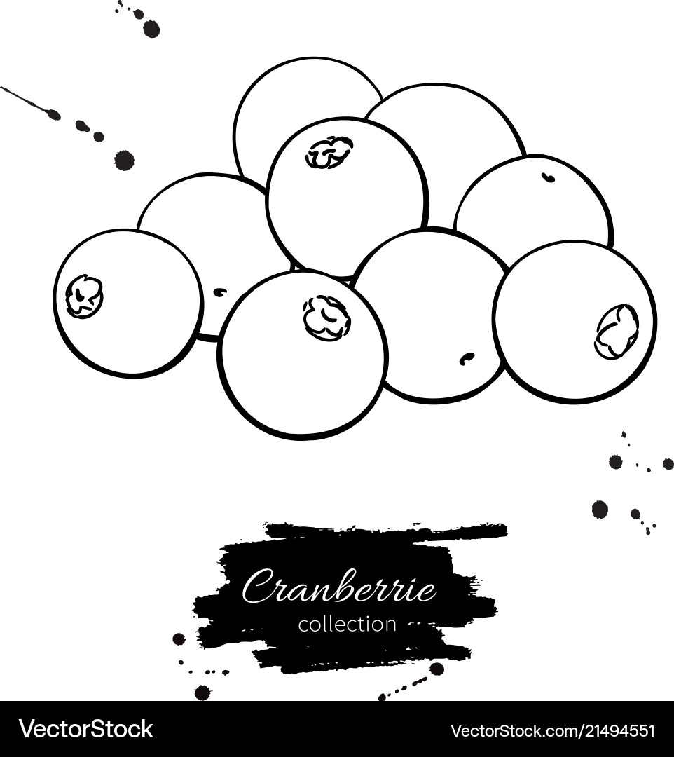 Cranberry drawing isolated berry branch Royalty Free Vector