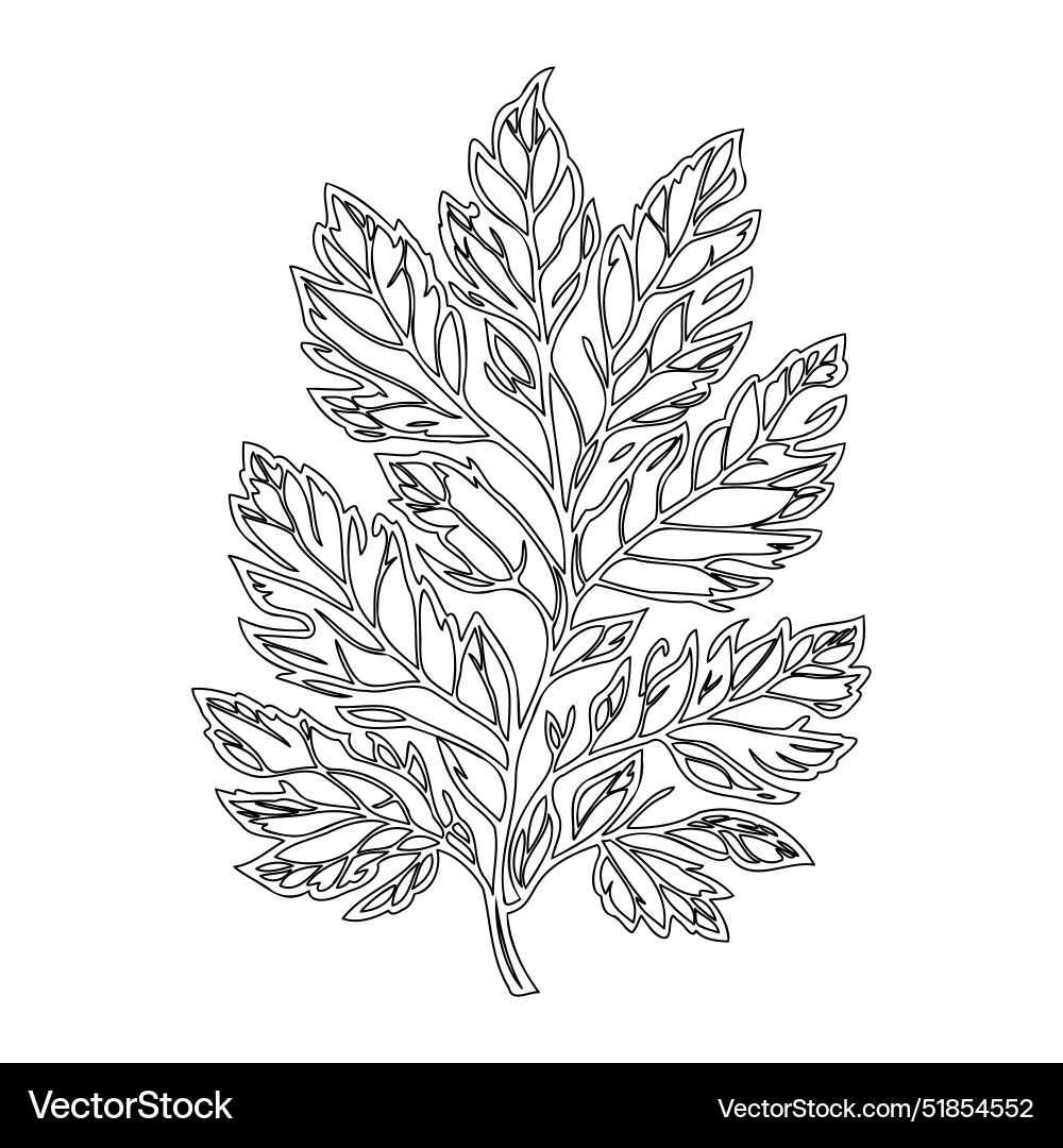 Oak leaf floral outline sketch Royalty Free Vector Image