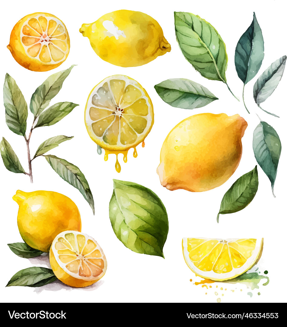 Hand drawn watercolor painting on white Royalty Free Vector