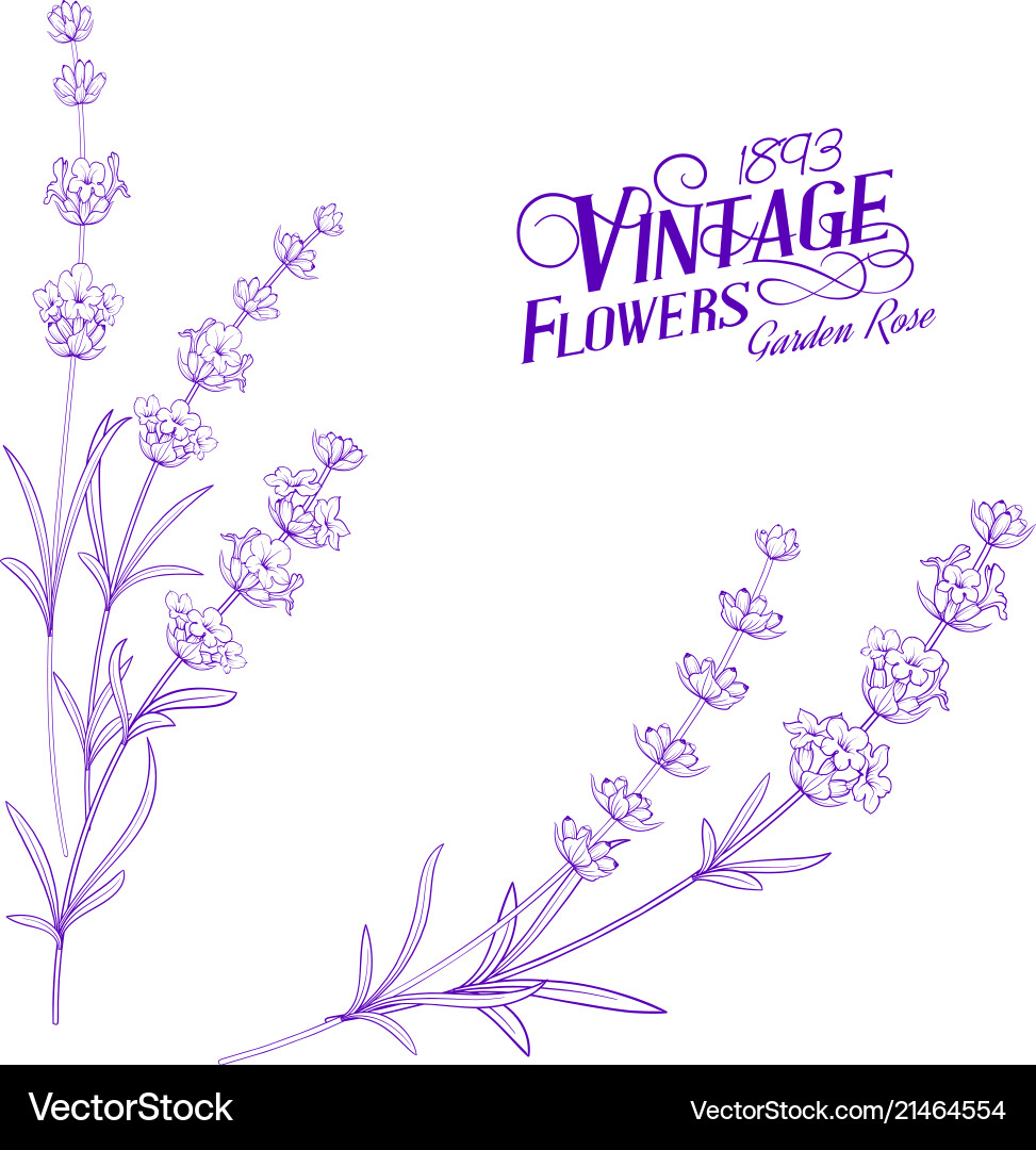 Botanical Royalty Free Vector Image - VectorStock