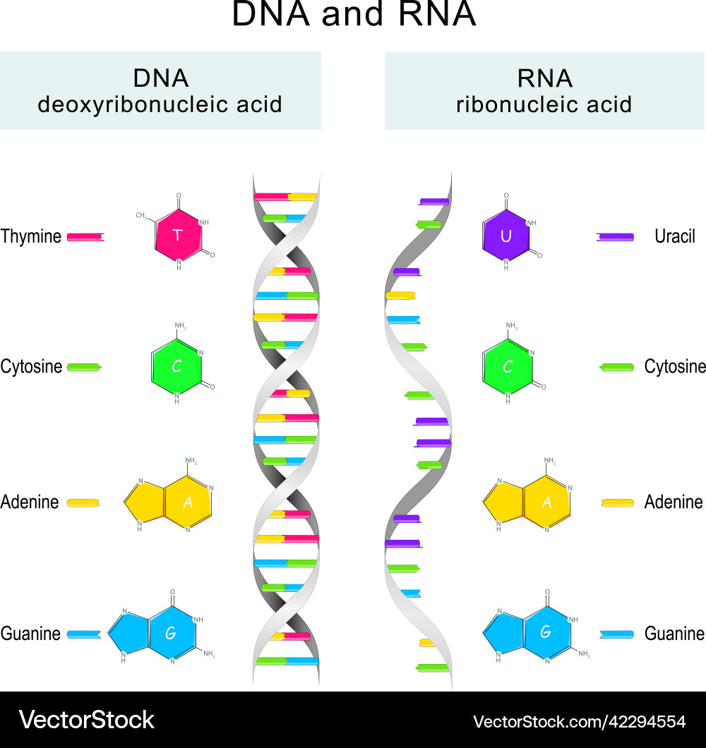 DNA and RNA Structure Comparison Royalty Free Vector Image