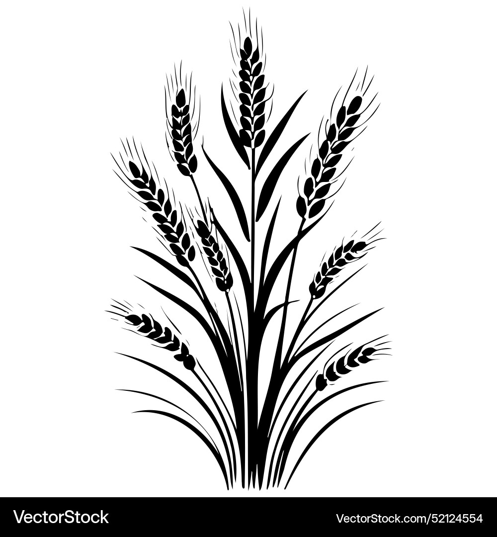 Realistic wheat sketch line monochrome Royalty Free Vector