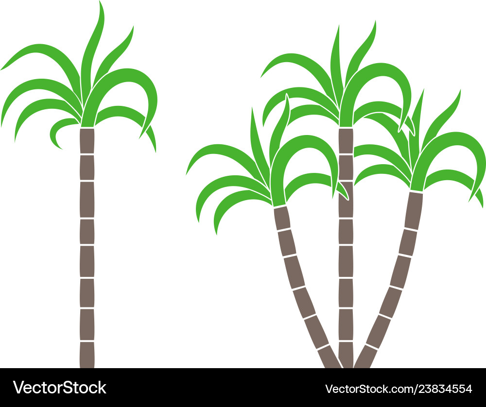 Sugar cane Royalty Free Vector Image - VectorStock