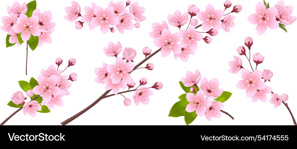 Cherry blossoms set in realistic style Royalty Free Vector
