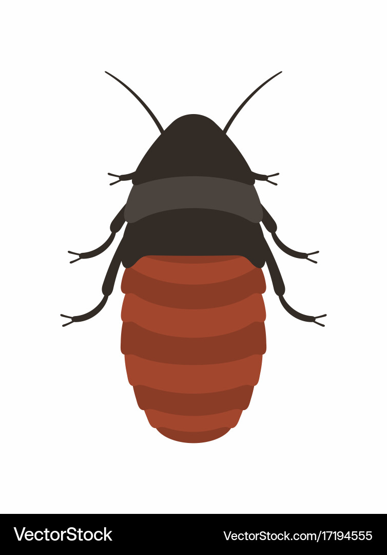 Cockroach Royalty Free Vector Image - VectorStock