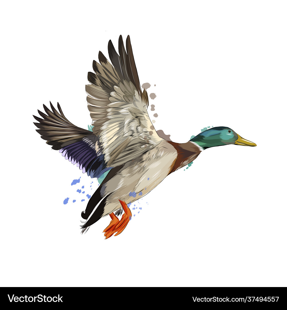Watercolor Duck Splash Painting Royalty Free Vector Image