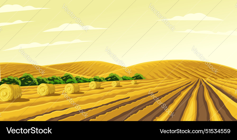 A wheat field with rolls of wheat Royalty Free Vector Image