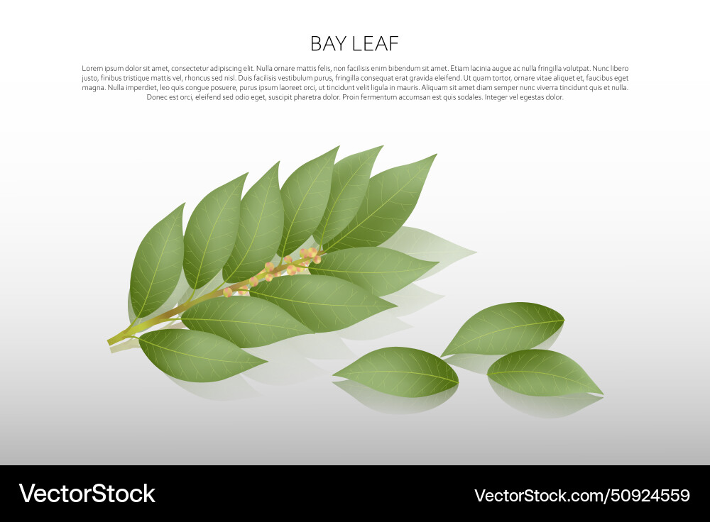 Bay leaf with reflection Royalty Free Vector Image