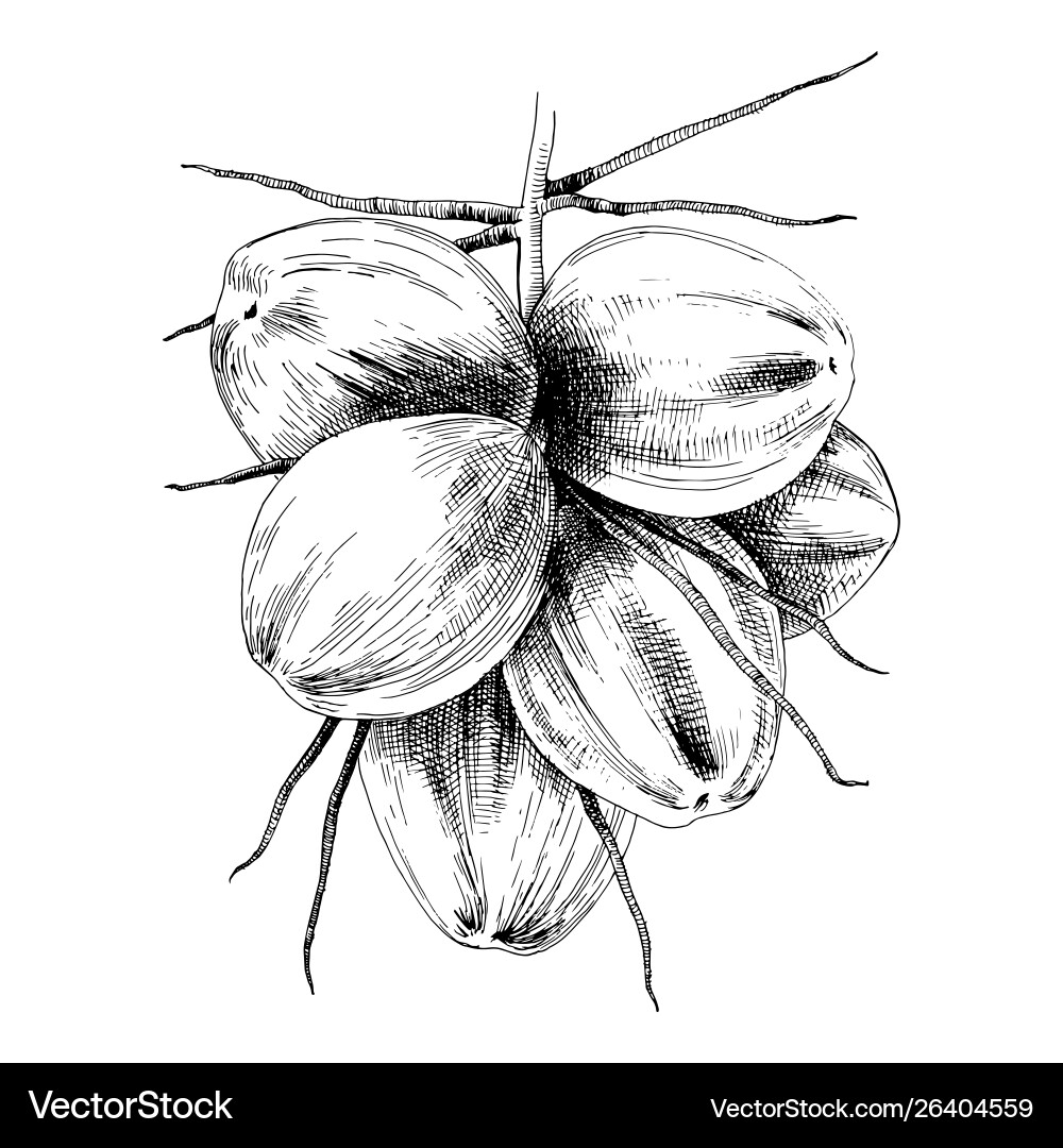 Bunch green coconuts Royalty Free Vector Image