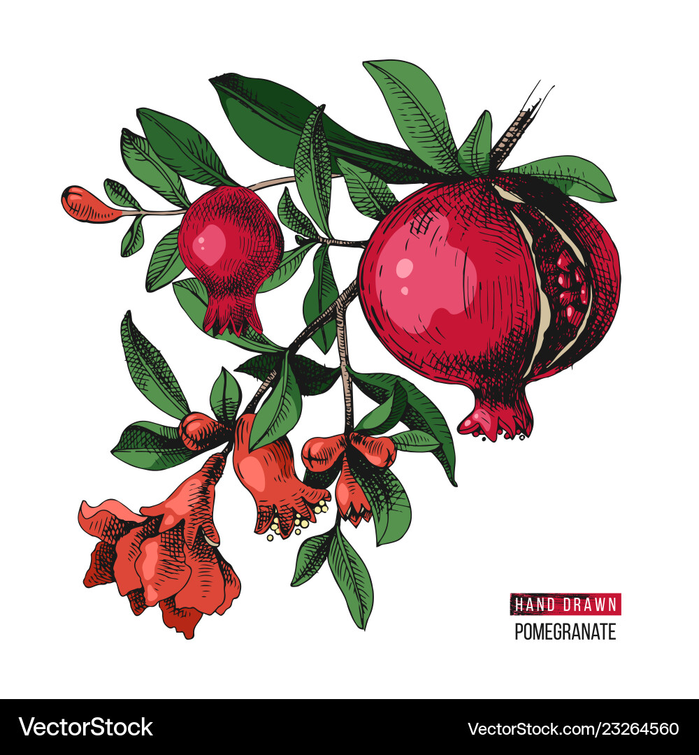 Hand drawn pomegranate branch Royalty Free Vector Image