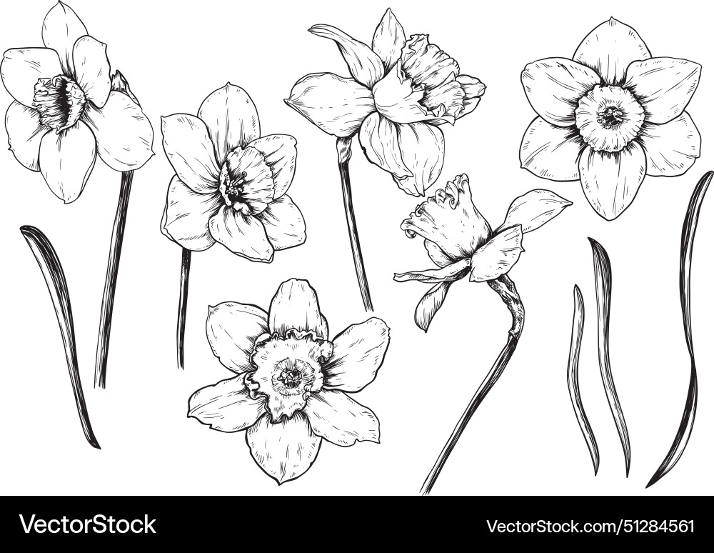 Daffodil hand drawn sketch set vintage Royalty Free Vector