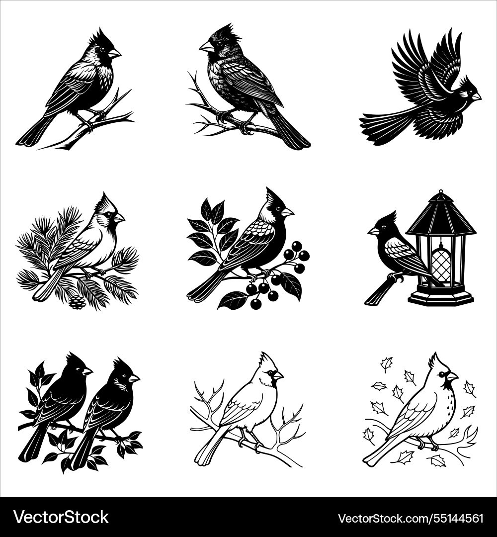 Northern cardinal bird Royalty Free Vector Image