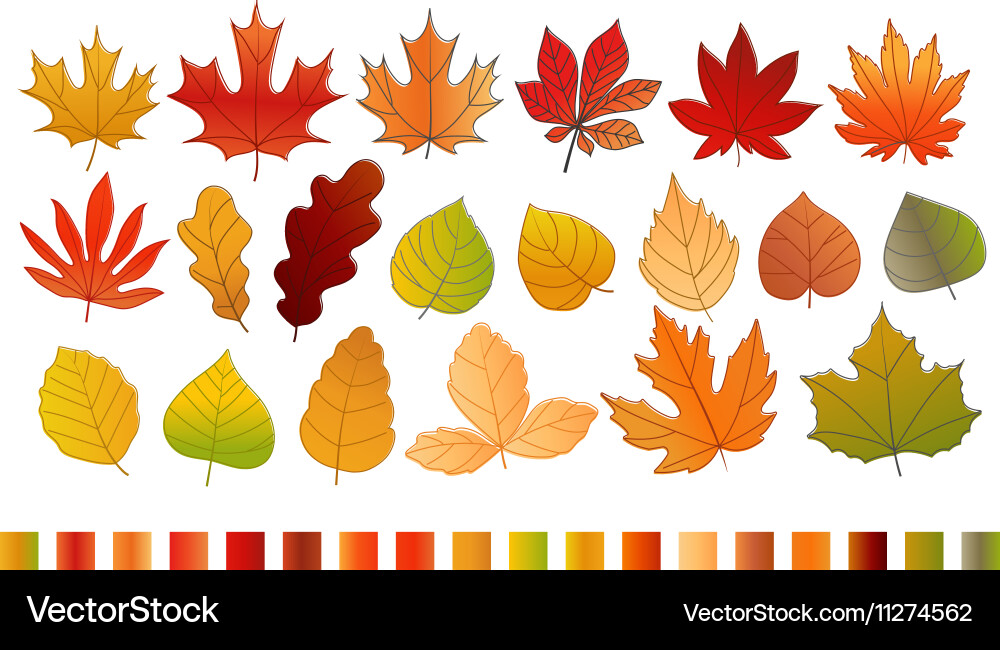 Different color autumn leaves collection Vector Image