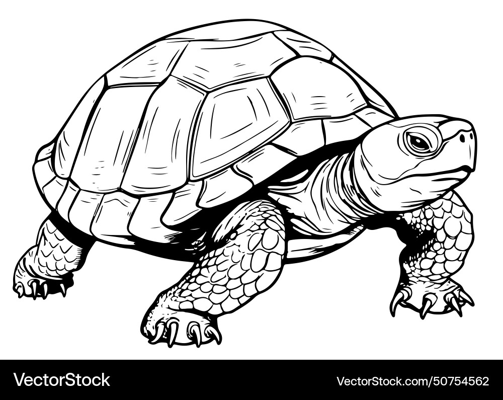 Turtle engraving style Royalty Free Vector Image
