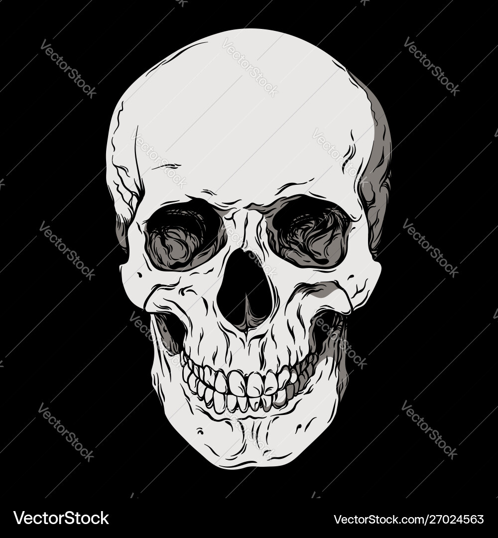 Anatomically Detailed Skull Royalty Free Vector Image