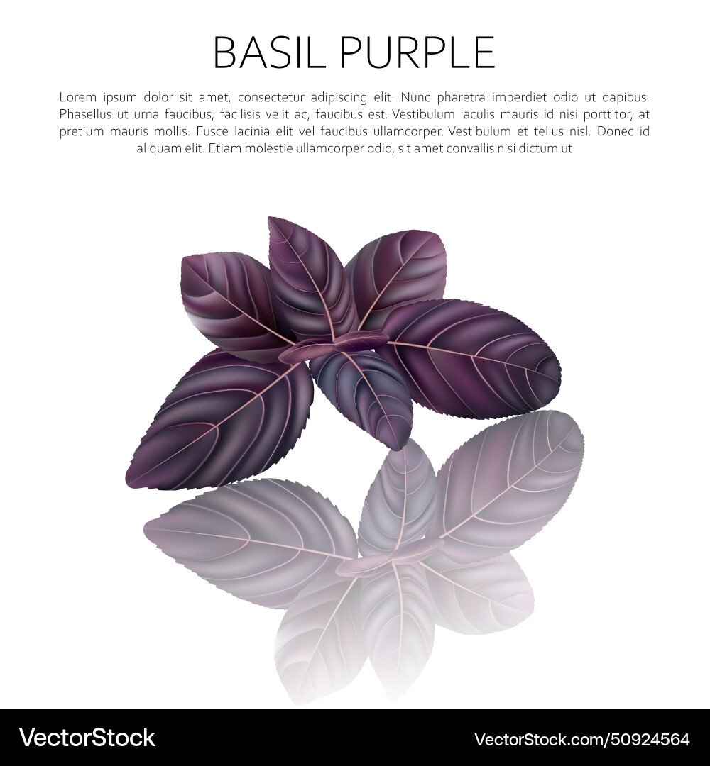 Basil purple with reflection Royalty Free Vector Image