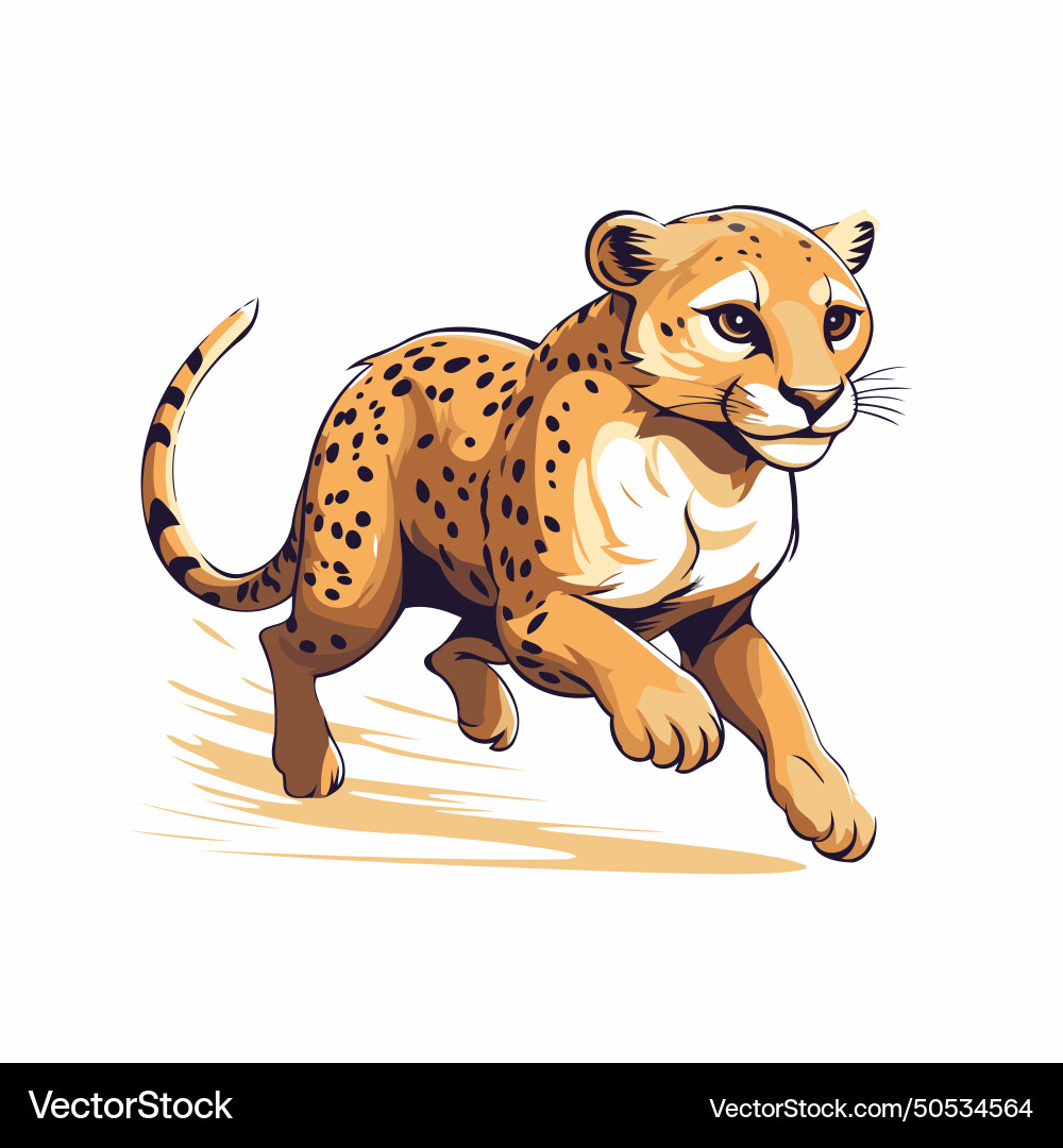 Cheetah of a on white background Royalty Free Vector Image