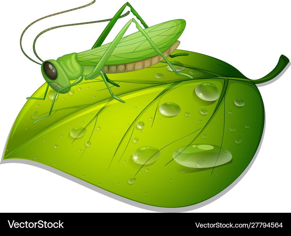 Grasshopper on green leaf white background Vector Image