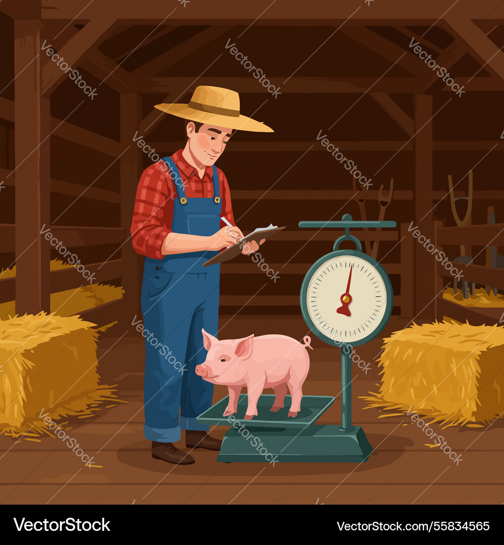 Farmer weighing piglet on scale in barn taking Vector Image
