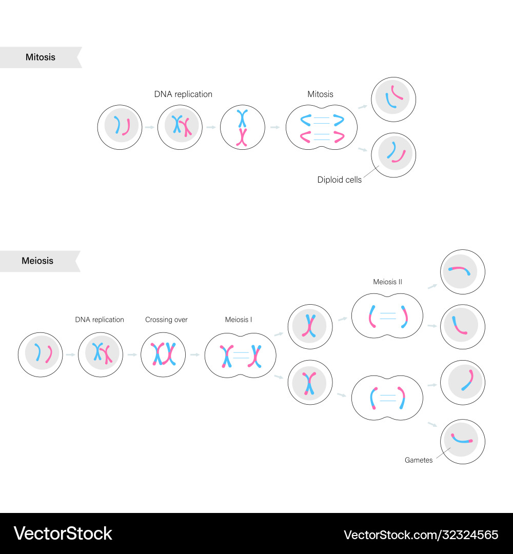 Mitosis and meiosis Royalty Free Vector Image - VectorStock