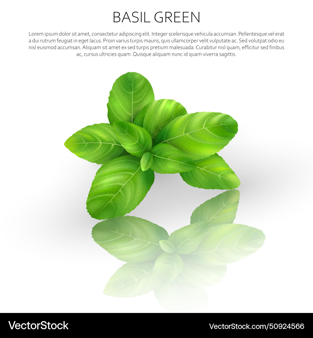 Basil green with reflection Royalty Free Vector Image