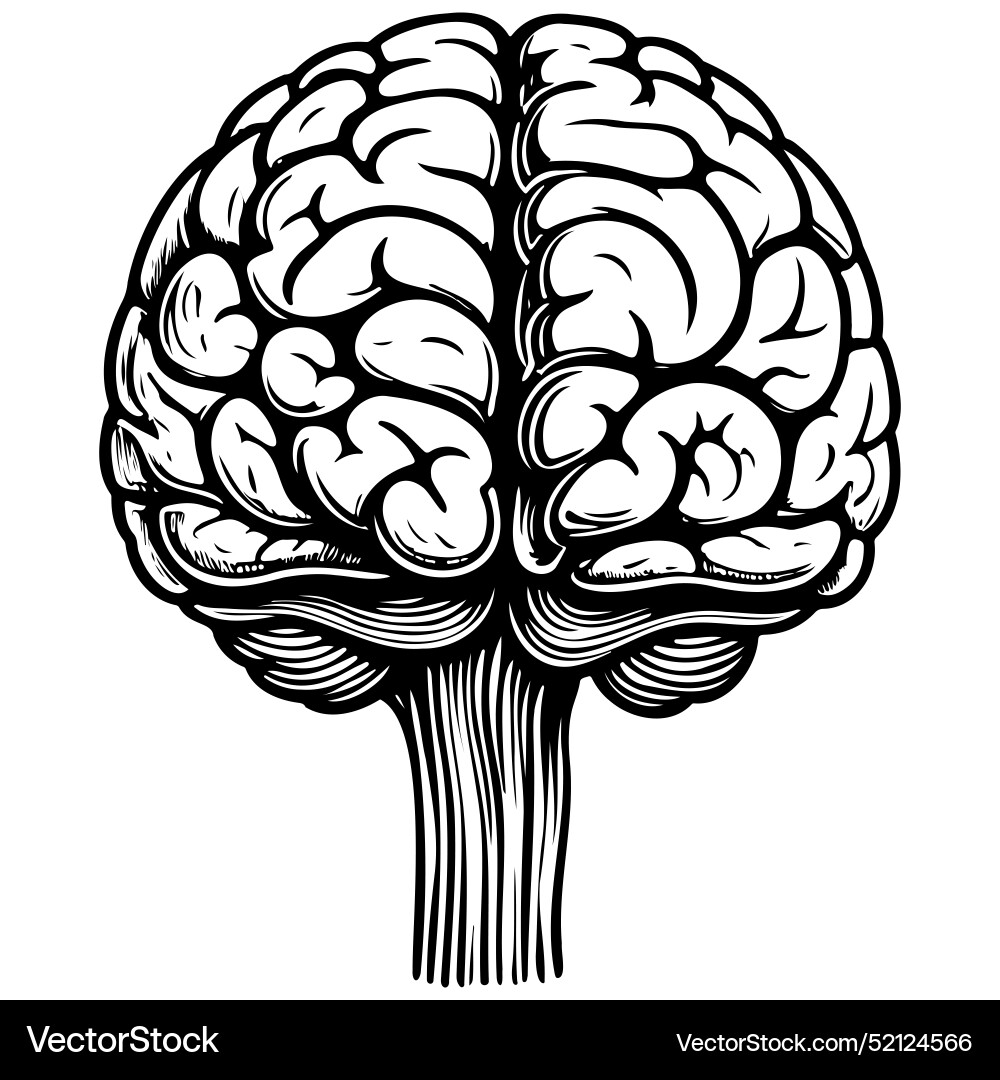 Brain isolated hand drawn line transparent Vector Image