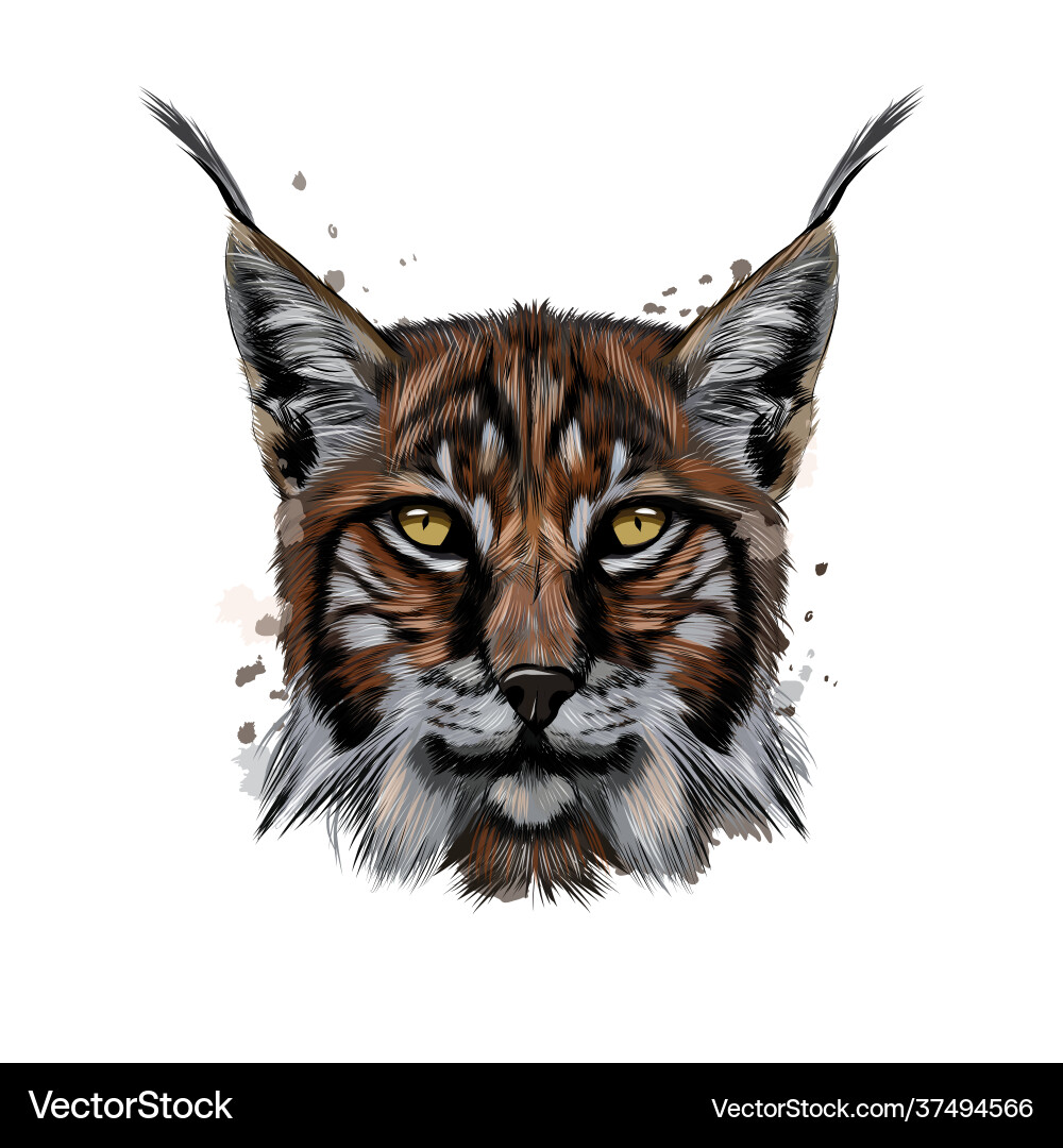 Lynx head portrait from a splash watercolor Vector Image